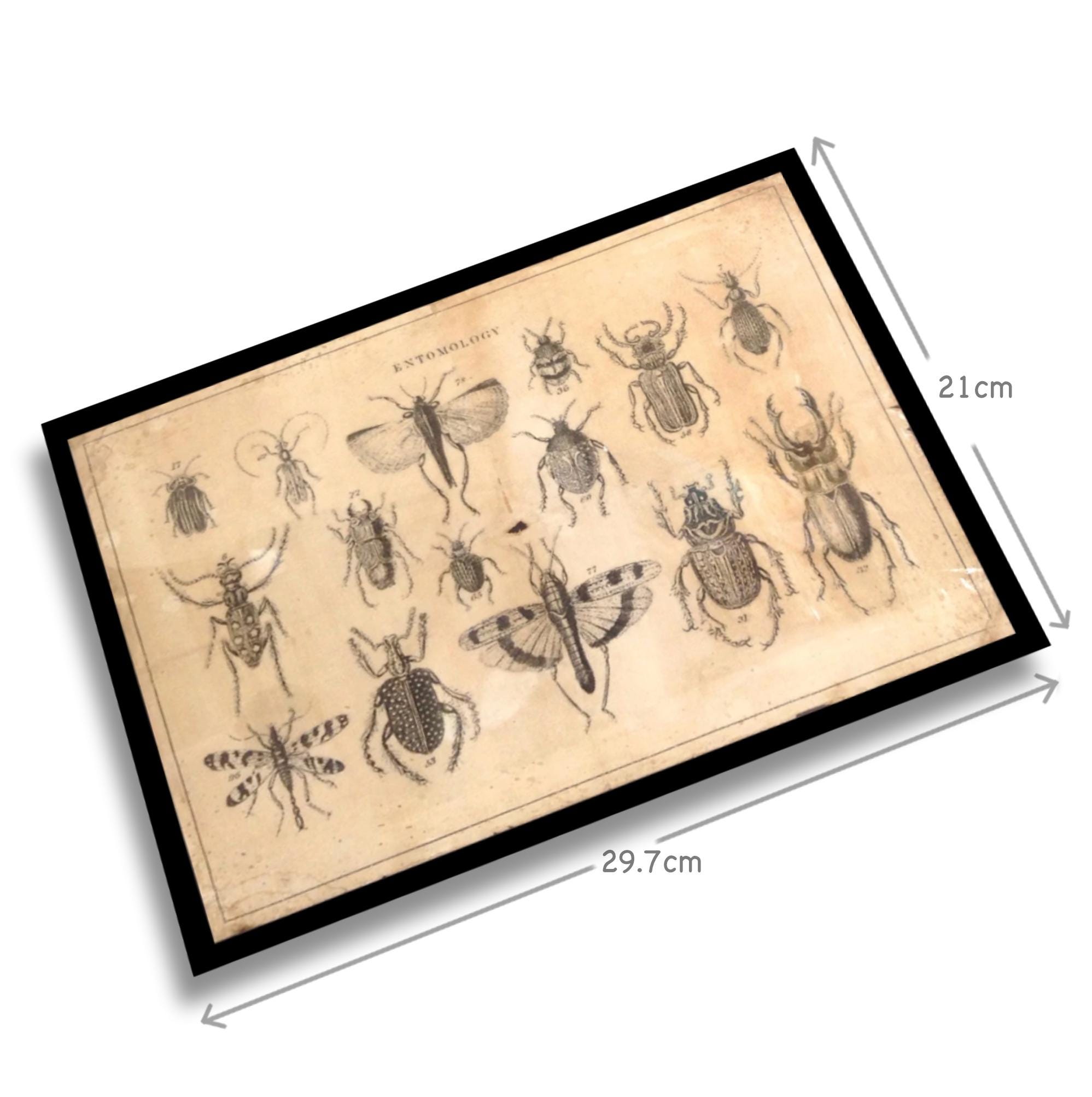 Victorian Entomology Illustration - Hand Aged Art Print A4 Size. - Etsy