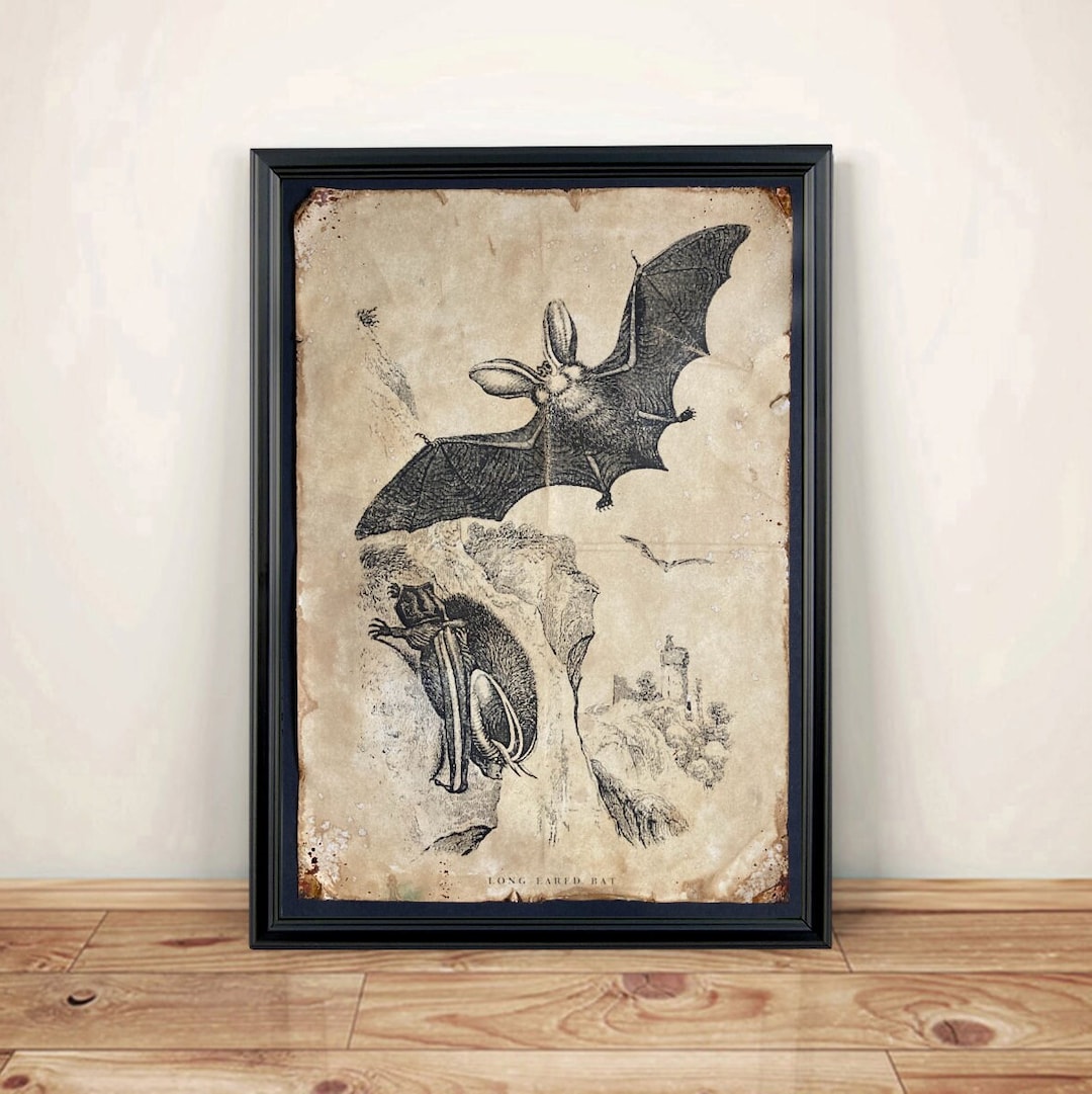 Aged Reproduction Print of a Vintage Bat Illustration. Art Print - A4 ...