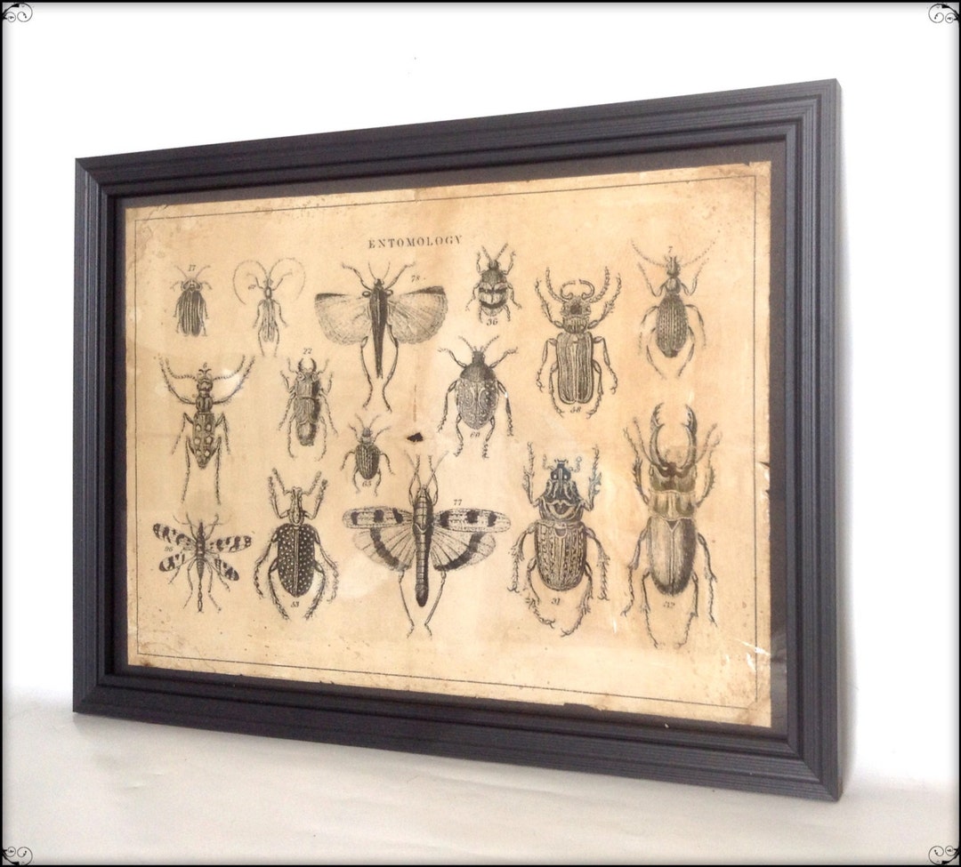 Victorian Entomology Illustration - Hand Aged Art Print A4 Size. - Etsy