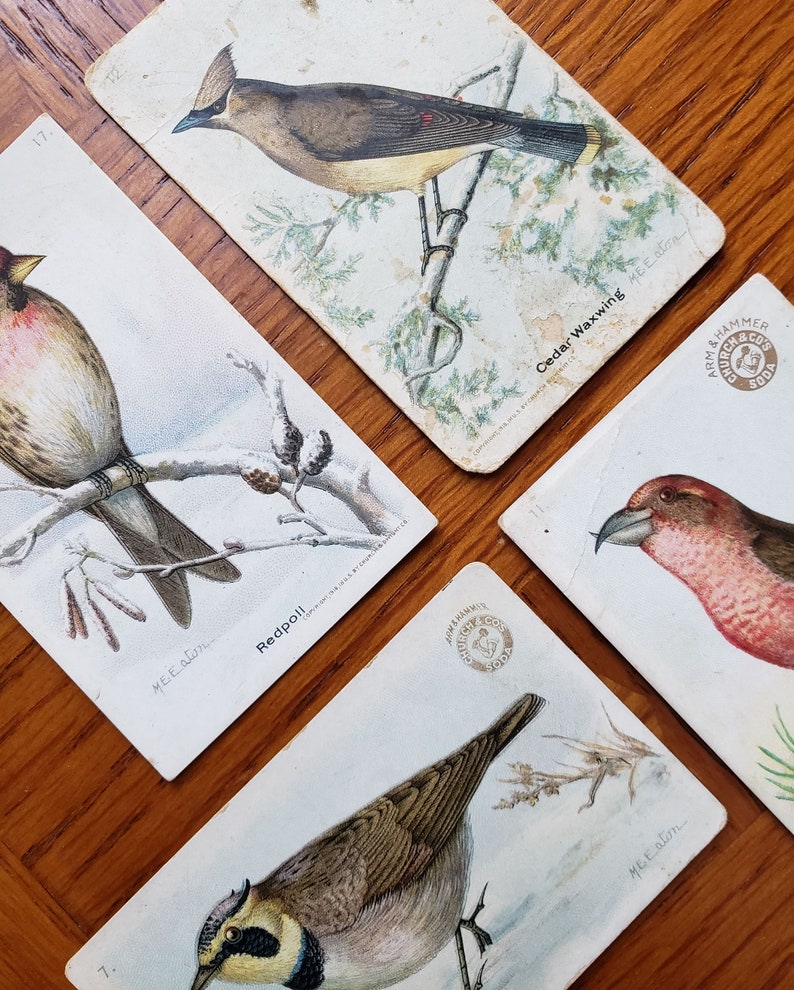 1918 Arm & Hammer Bird Cards – Useful Birds of America – Church and ...