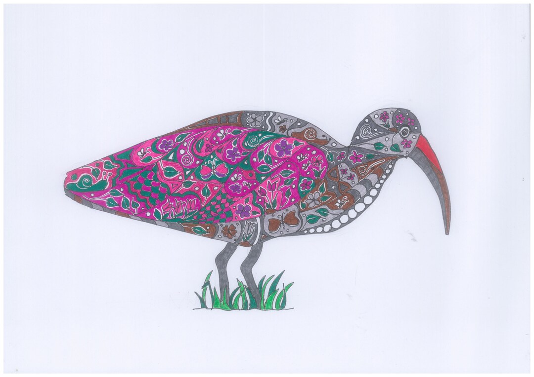 Egyptian Ibis (hadeda) Pen & Ink Drawing - Etsy