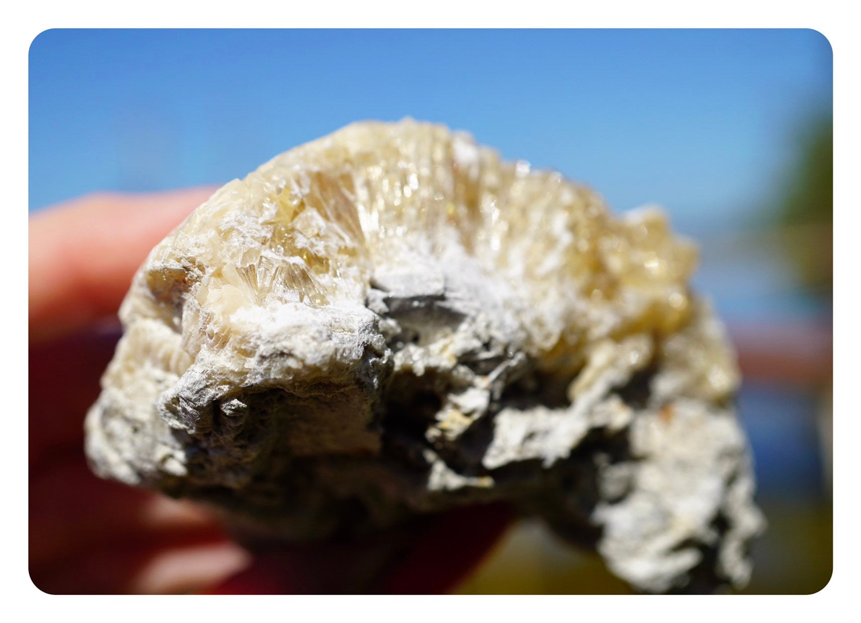Raw Honey CALCITE Florida Calcite Clam 1-3 Million Year Old - Etsy UK