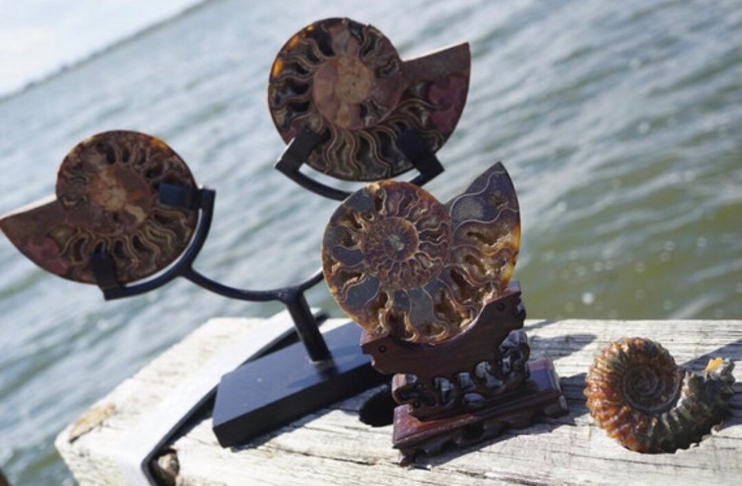 Ammonite Specimens ~ Ammonite Pair ~ Ammonite Fossil - Perfect Spiral ...