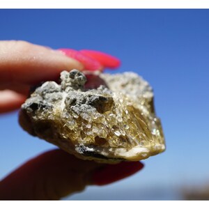 Raw Honey CALCITE - Florida Calcite Clam 1-3 Million Year Old Fossil ...