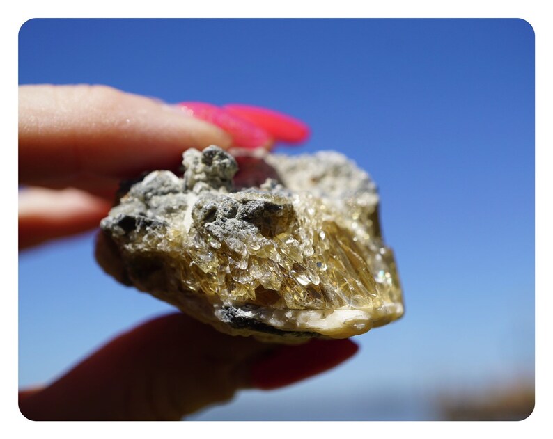 Raw Honey CALCITE Florida Calcite Clam 1-3 Million Year Old - Etsy