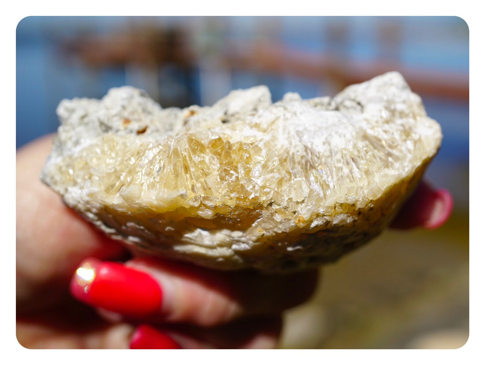 Raw Honey CALCITE Florida Calcite Clam 1-3 Million Year old | Etsy