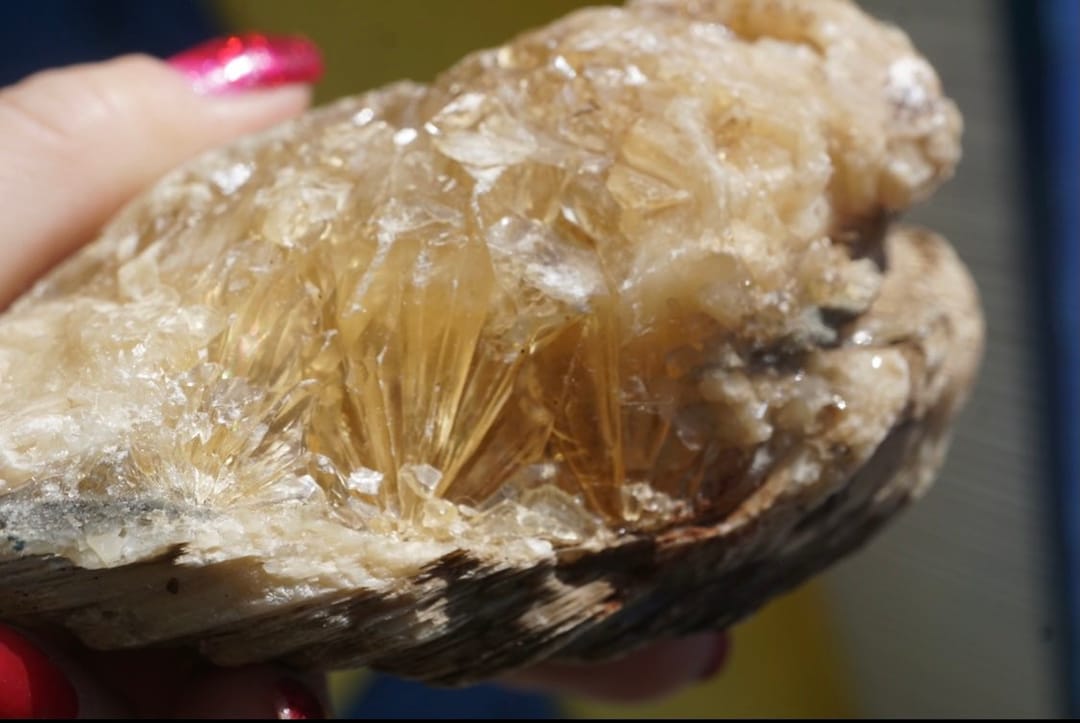 Raw Honey CALCITE - Florida Calcite Clam 1-3 Million Year Old Fossil ...