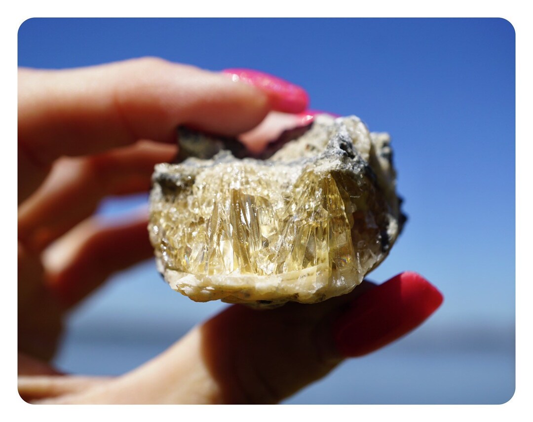 Raw Honey CALCITE - Florida Calcite Clam 1-3 Million Year Old Fossil ...