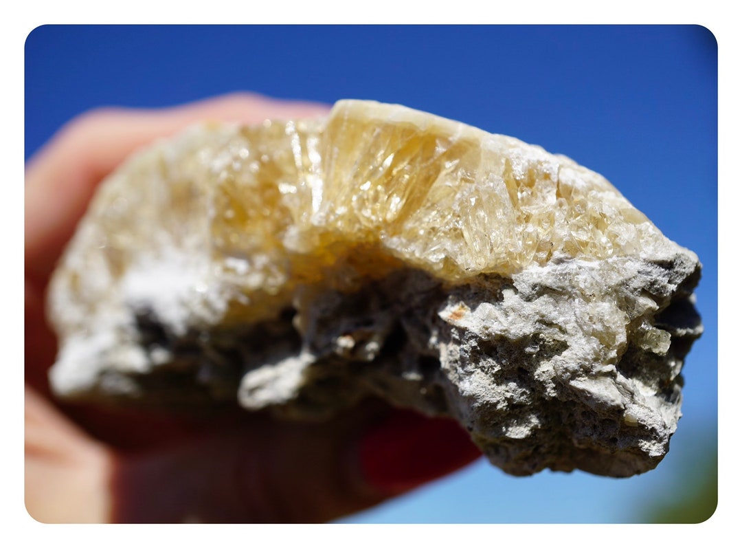 Raw Honey CALCITE - Florida Calcite Clam 1-3 Million Year Old Fossil ...