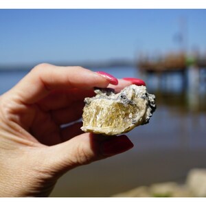 Raw Honey CALCITE - Florida Calcite Clam 1-3 Million Year Old Fossil ...