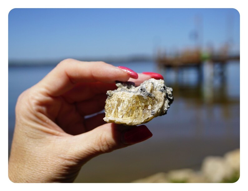 Raw Honey CALCITE Florida Calcite Clam 1-3 Million Year Old - Etsy