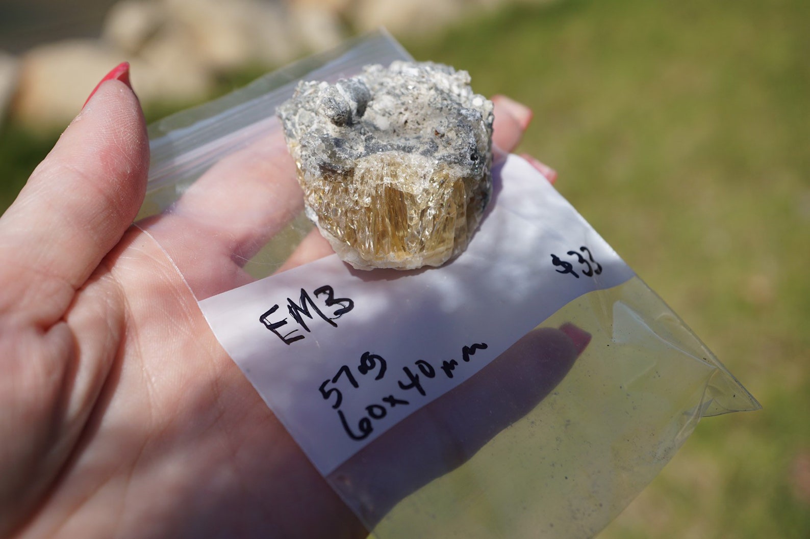 Raw Honey CALCITE Florida Calcite Clam 1-3 Million Year Old - Etsy