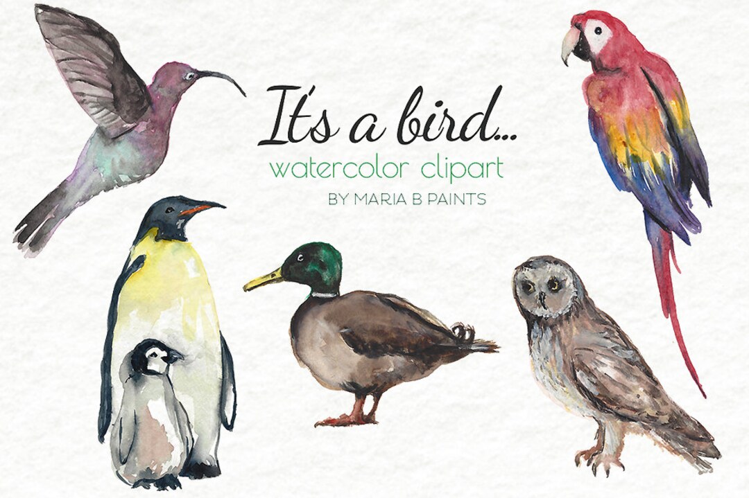 Watercolor Clip Art - Birds - Instant Download - Personal Use - Exotic ...
