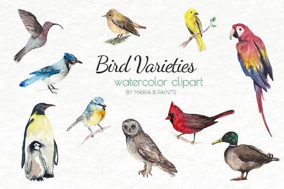 Watercolor Clip Art Bird Bundle Instant Download - Etsy