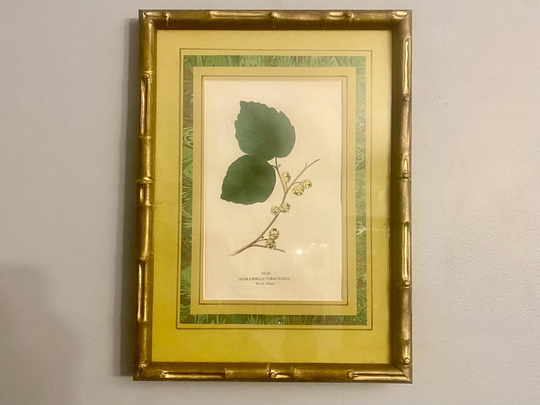 Botanical Antique Illustration Print of Witch Hazel in Gold Bamboo ...