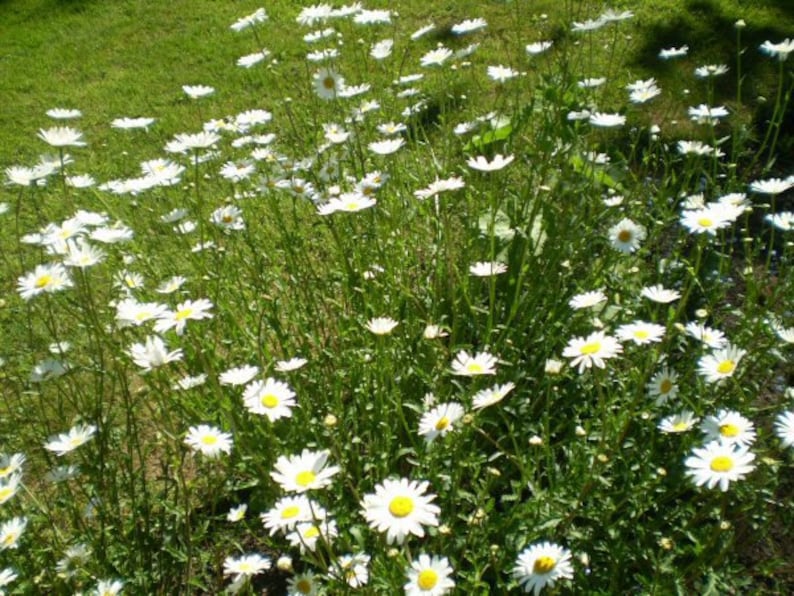 2 Wildflower Garden Plants,organic Norfolk Oxeye Daisies,english ...