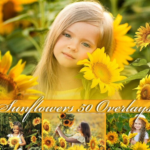 Sunflower Overlays Summer Flower Photoshop Overlay - Etsy