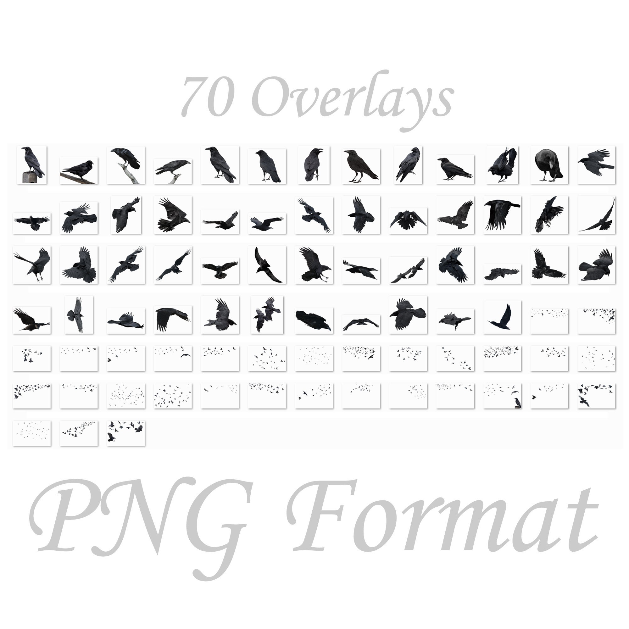 Raven Crow Overlays Realistic Raven Photo Overlays Ghotic - Etsy