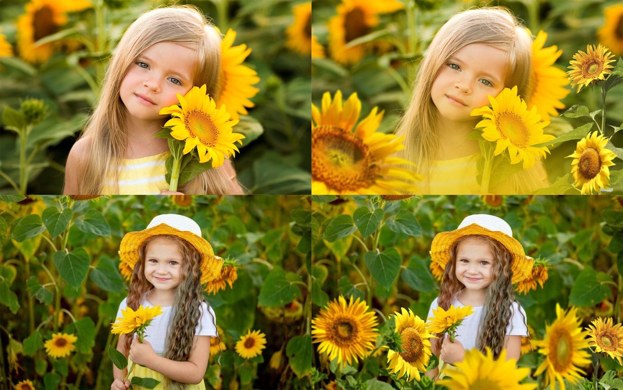 Sunflower Overlays Summer Flower Photoshop Overlay - Etsy