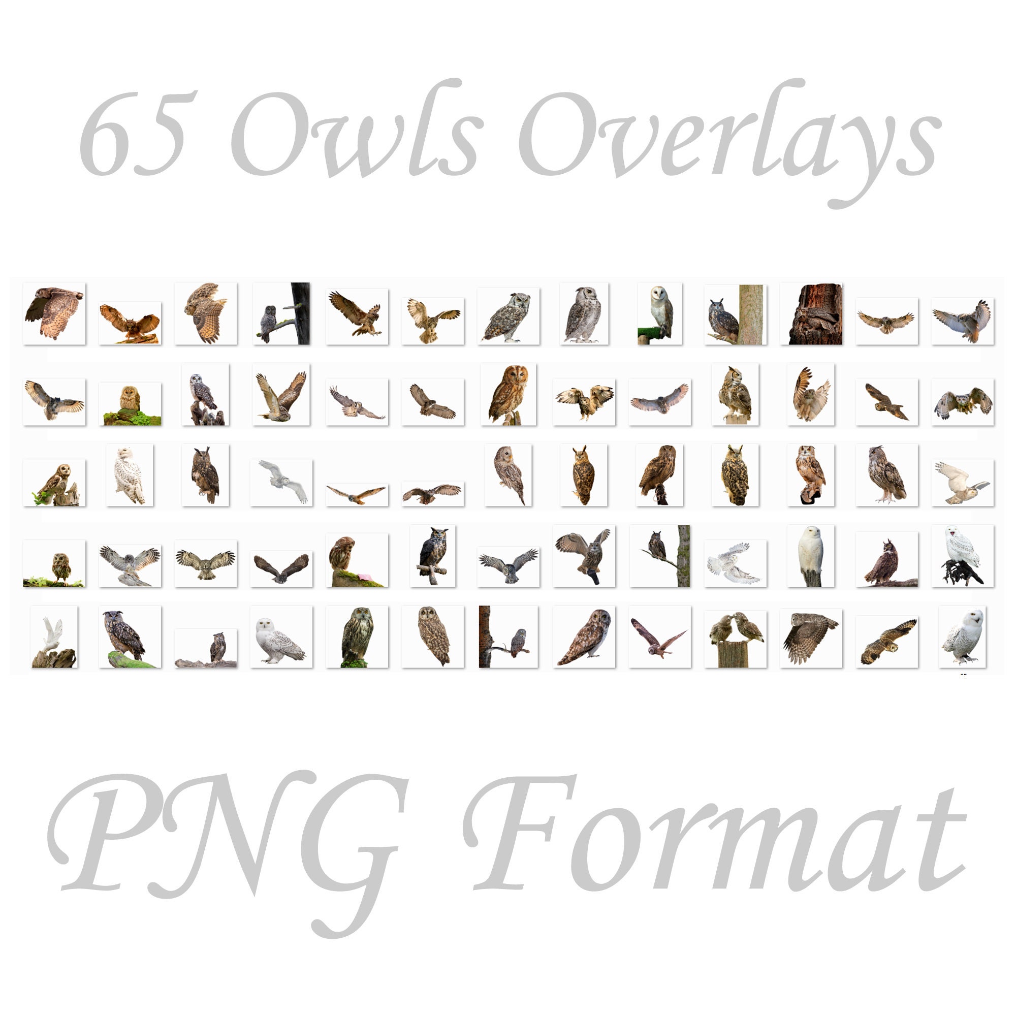 Owl Overlays Realistic Flying Owl Flying Bird Overlay - Etsy UK