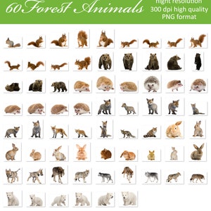 Forest Animals Overlay, Wolf, Rabbit, Fox, Hedgehog, Squirrel, Bear ...