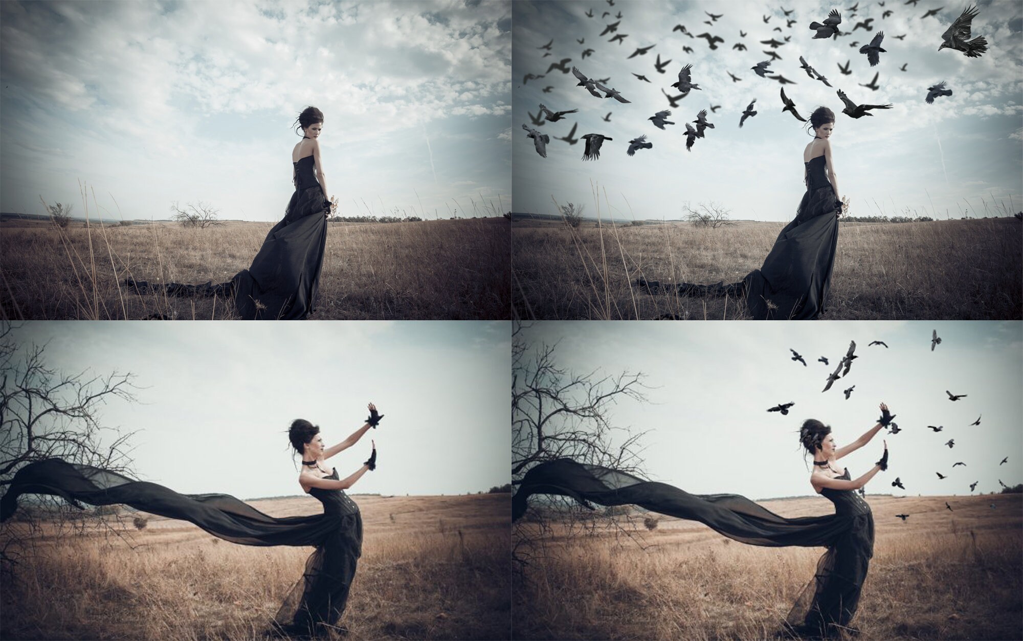 Raven Crow Overlays Realistic Raven Photo Overlays Ghotic - Etsy