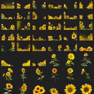 Sunflower Overlays, Summer Flower Photoshop Overlay, Sunflower Field ...