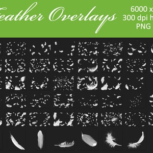 White Feather Overlays, Falling Feathers, Wings Overlay, Floating ...