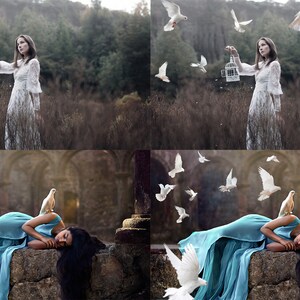 Dove Overlays, Pigeon Overlays, Wedding, Doves, Overlay, Birds ...