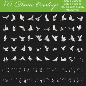 Dove Overlays, Pigeon Overlays, Wedding, Doves, Overlay, Birds, Photoshop Overlays, Composite ...