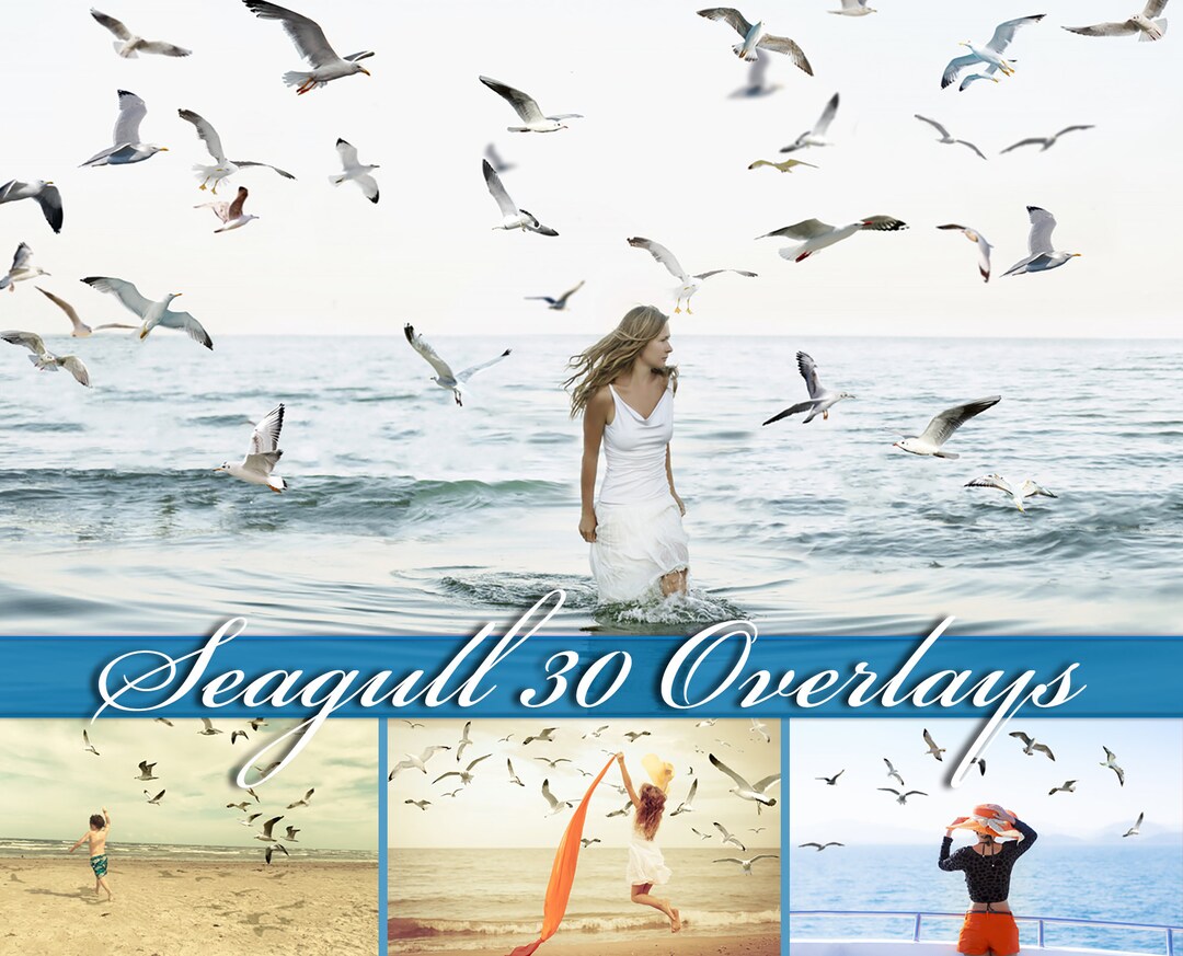 Realistic seagull overlays, flying birds, bird flock, photoshop ...