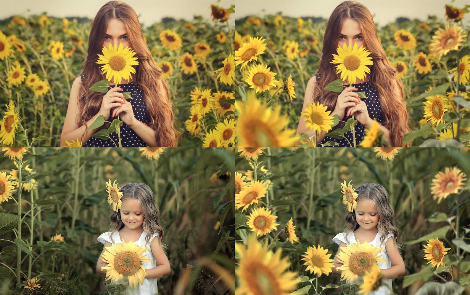Sunflower Overlays Summer Flower Photoshop Overlay - Etsy