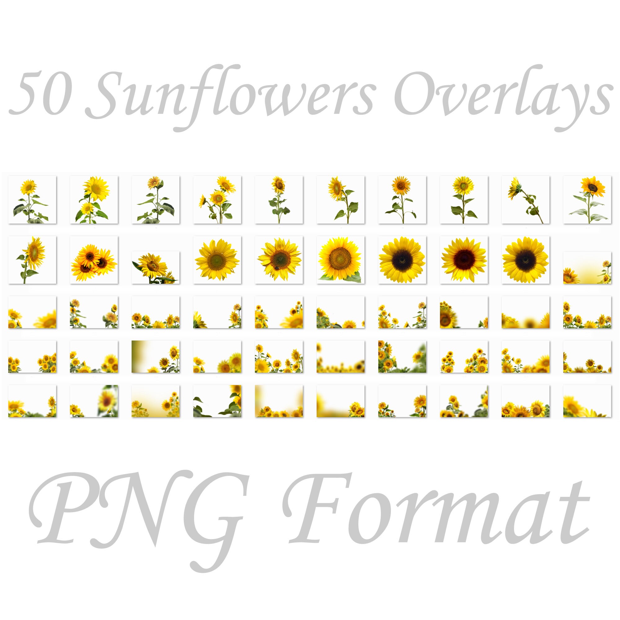Sunflower Overlays Summer Flower Photoshop Overlay - Etsy