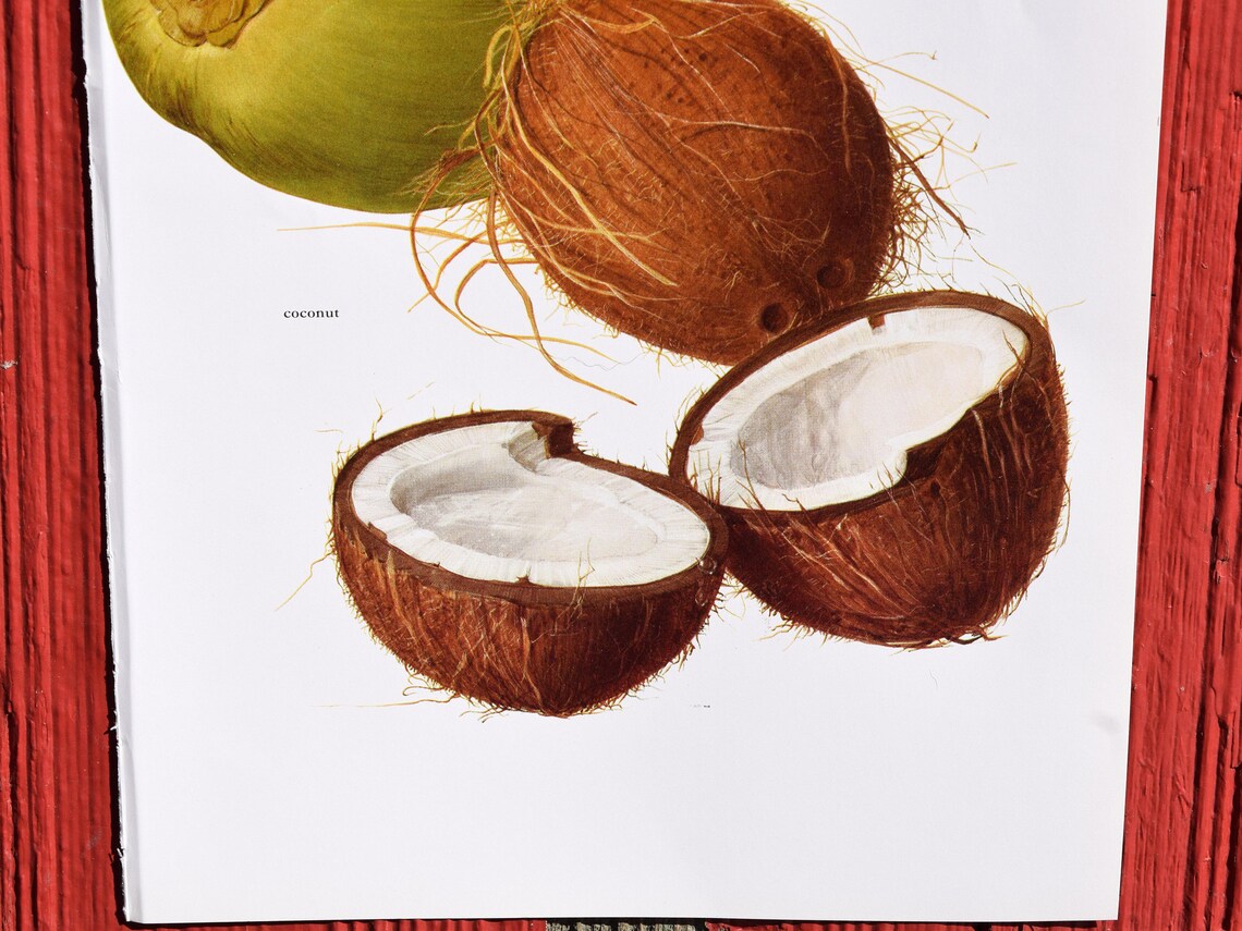 Coconut/The Complete Book of Fruits and | Etsy