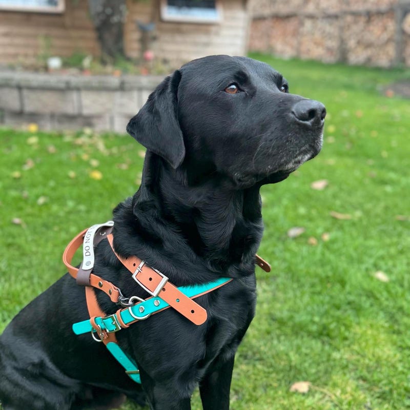 Working Dog Gear - Etsy