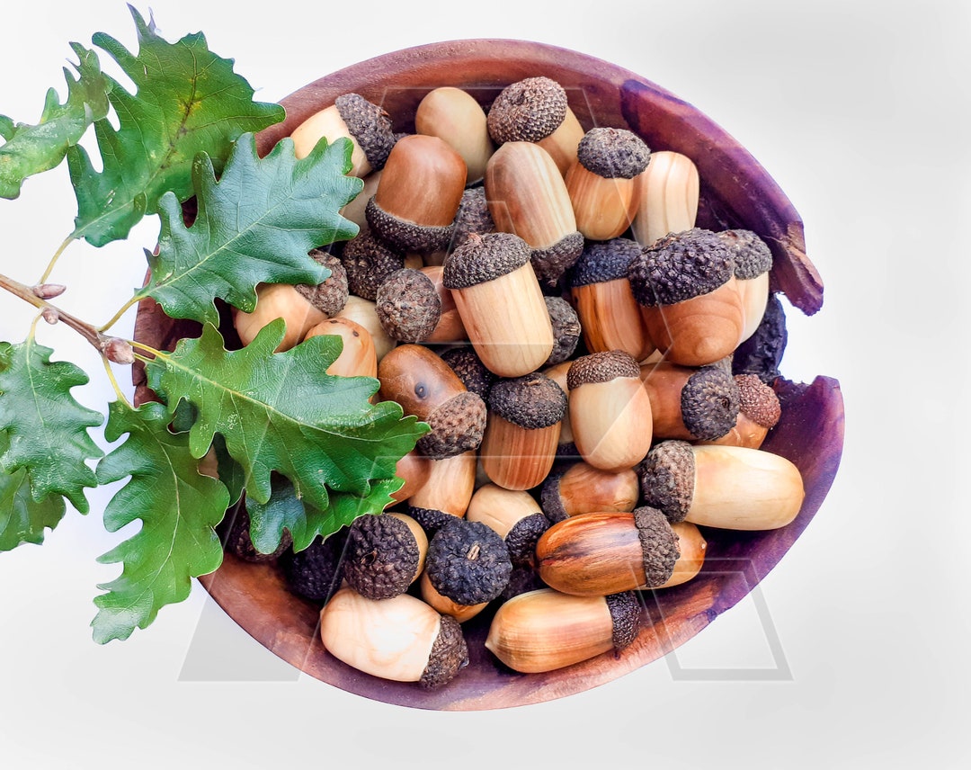 Handmade Wooden Acorns: Natural Oak Cap Decor - Etsy