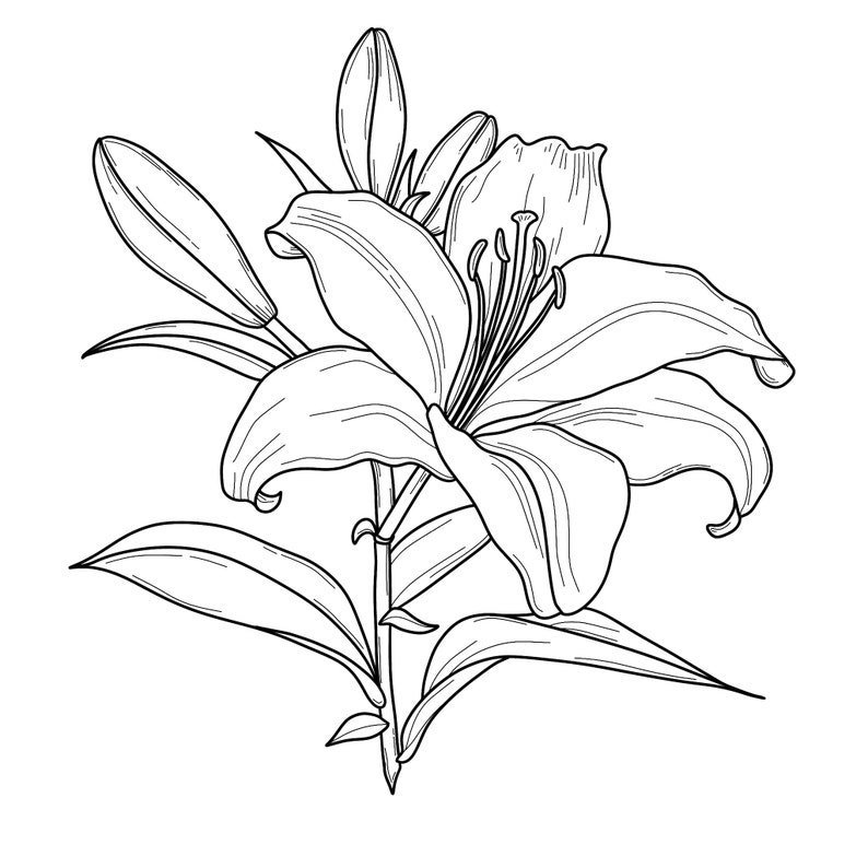 Day Lily Template: Royalty Free Traceable Pattern Bundle jpg, Png, Svg ...