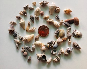 Strawberry Top Seashells clanculus Puniceus Craft Shells - Etsy