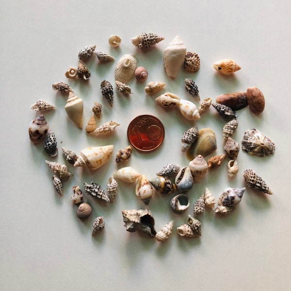 Tiny Bulk Shells - Etsy
