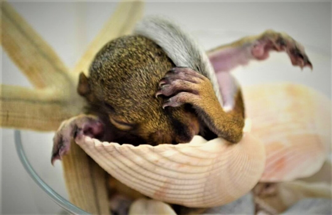 Photograph Print Orphaned Squirrel Baby Napping in a Seashell - Etsy