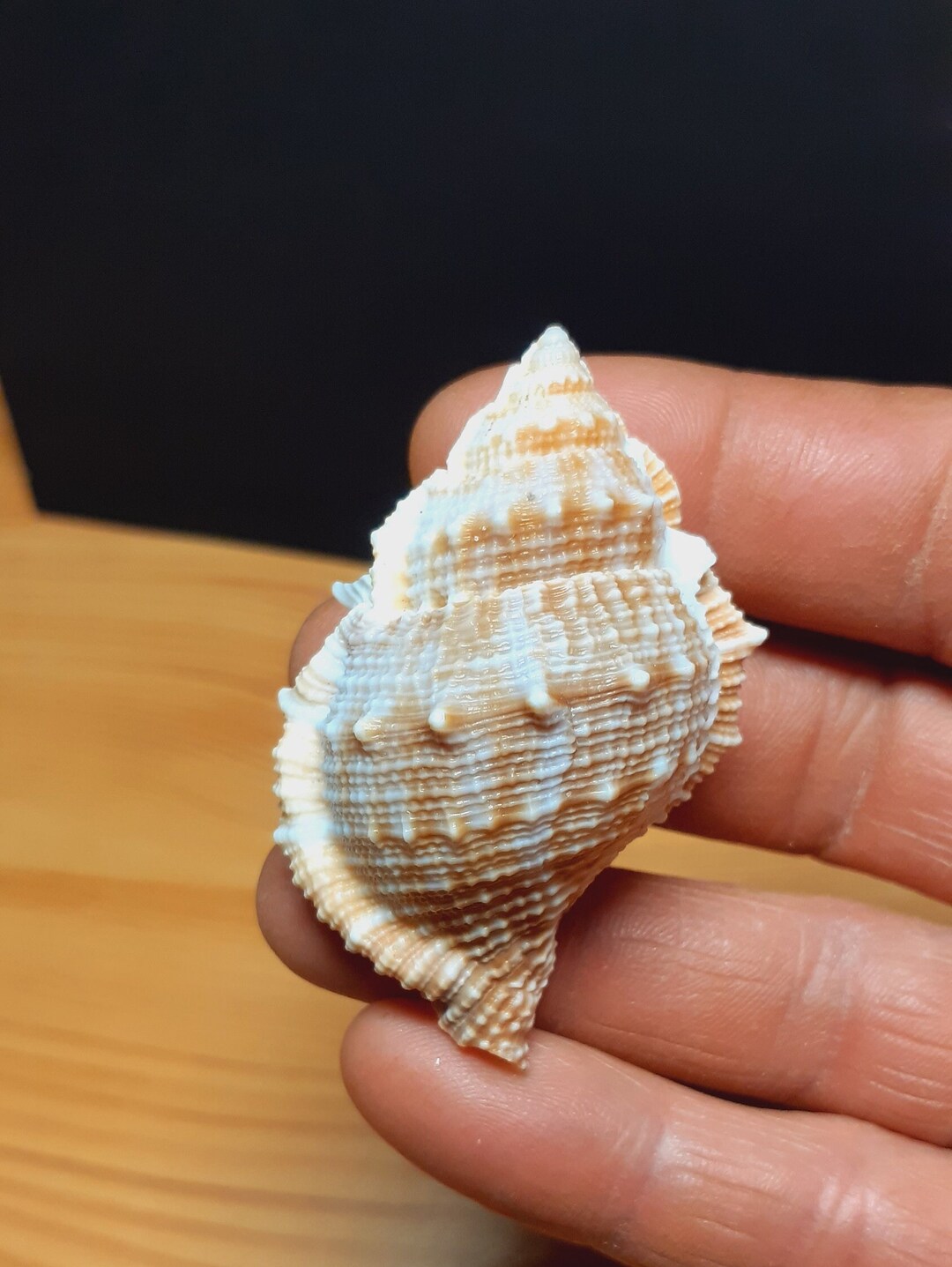 Bursa Shell - Etsy