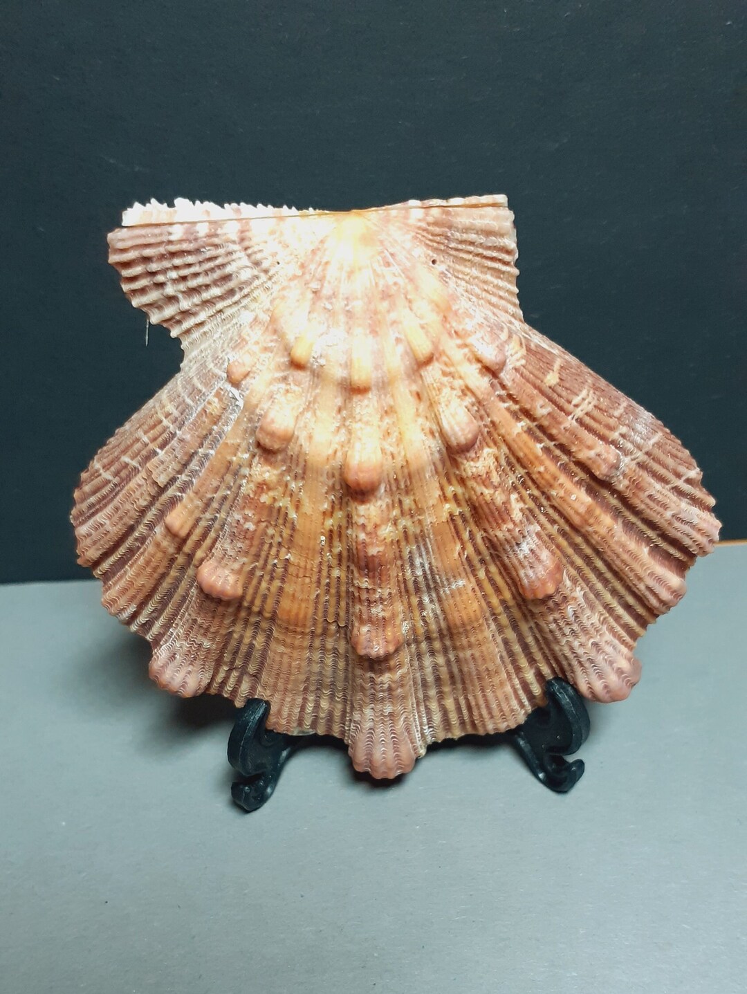 Pecten Shell - Etsy