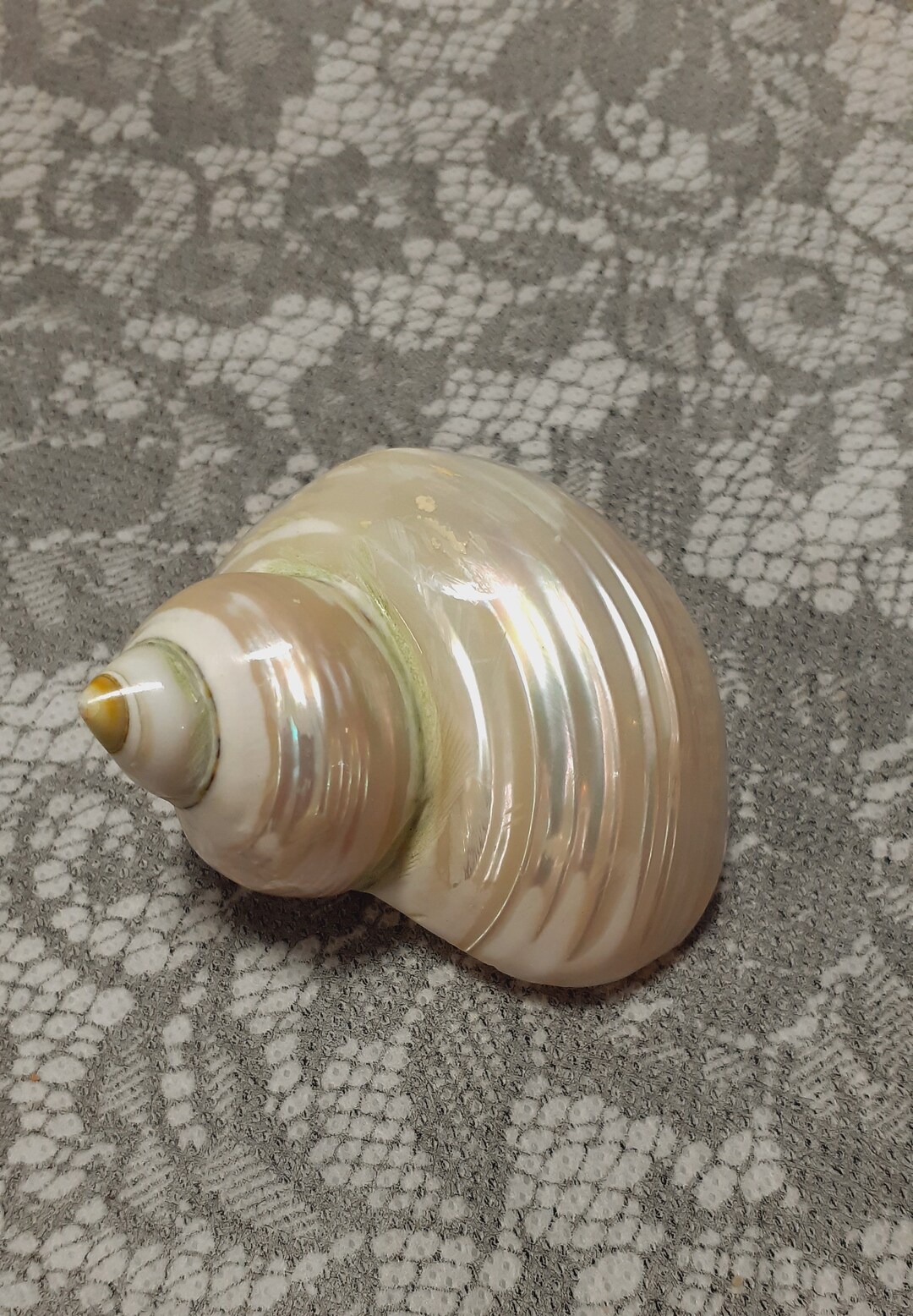 Shell Turbo Burgo Pearl - Etsy