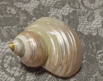 Turbo imperialis, coquillage vert, cabinet de curiosité, grand ...