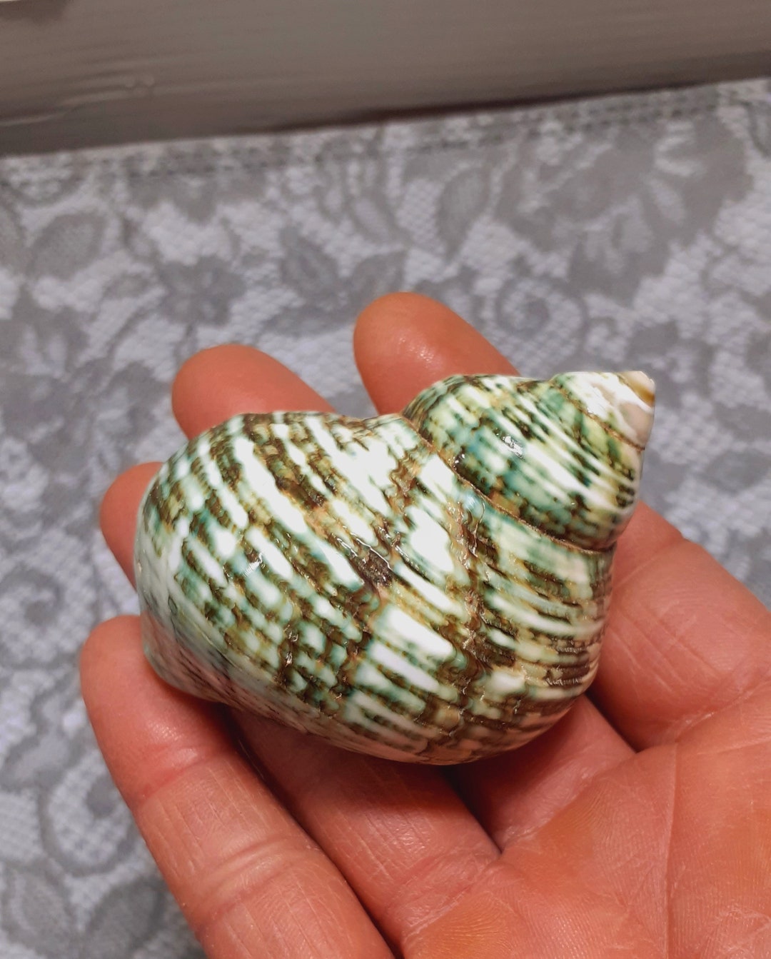 Philippine Turbo Shell - Etsy
