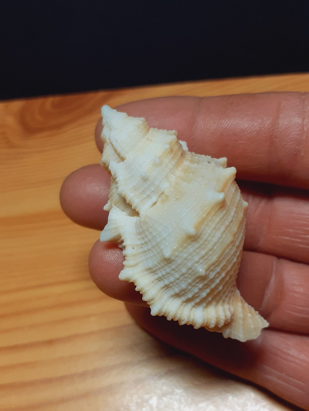 Bursa Shell - Etsy