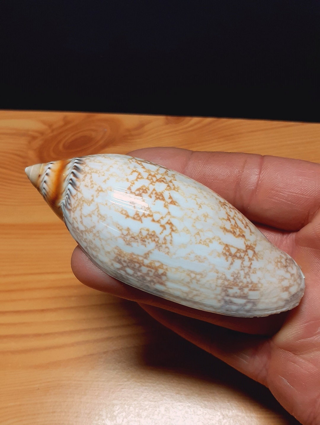 Amoria Volute Shell 90 Mm - Etsy