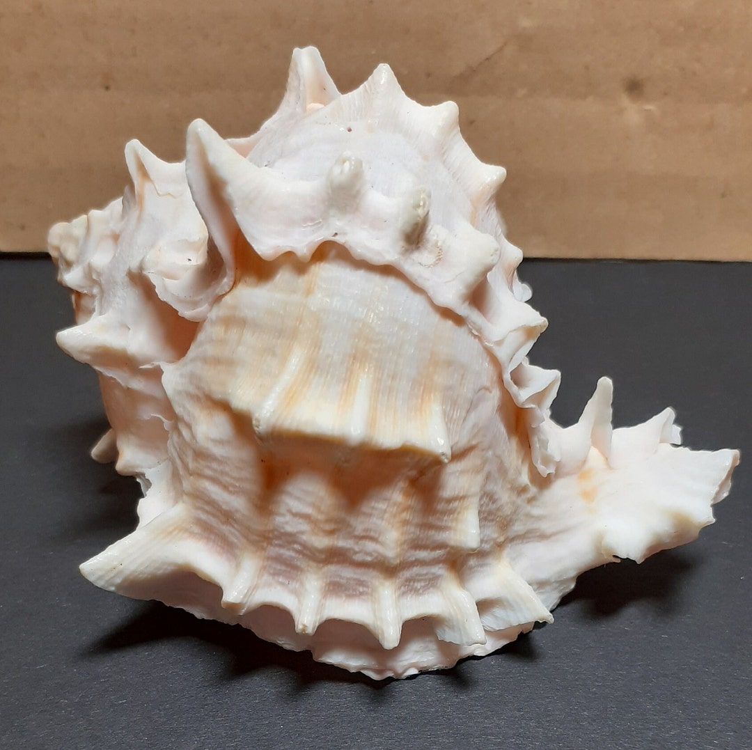 Murex Shell Pink Mouth - Etsy
