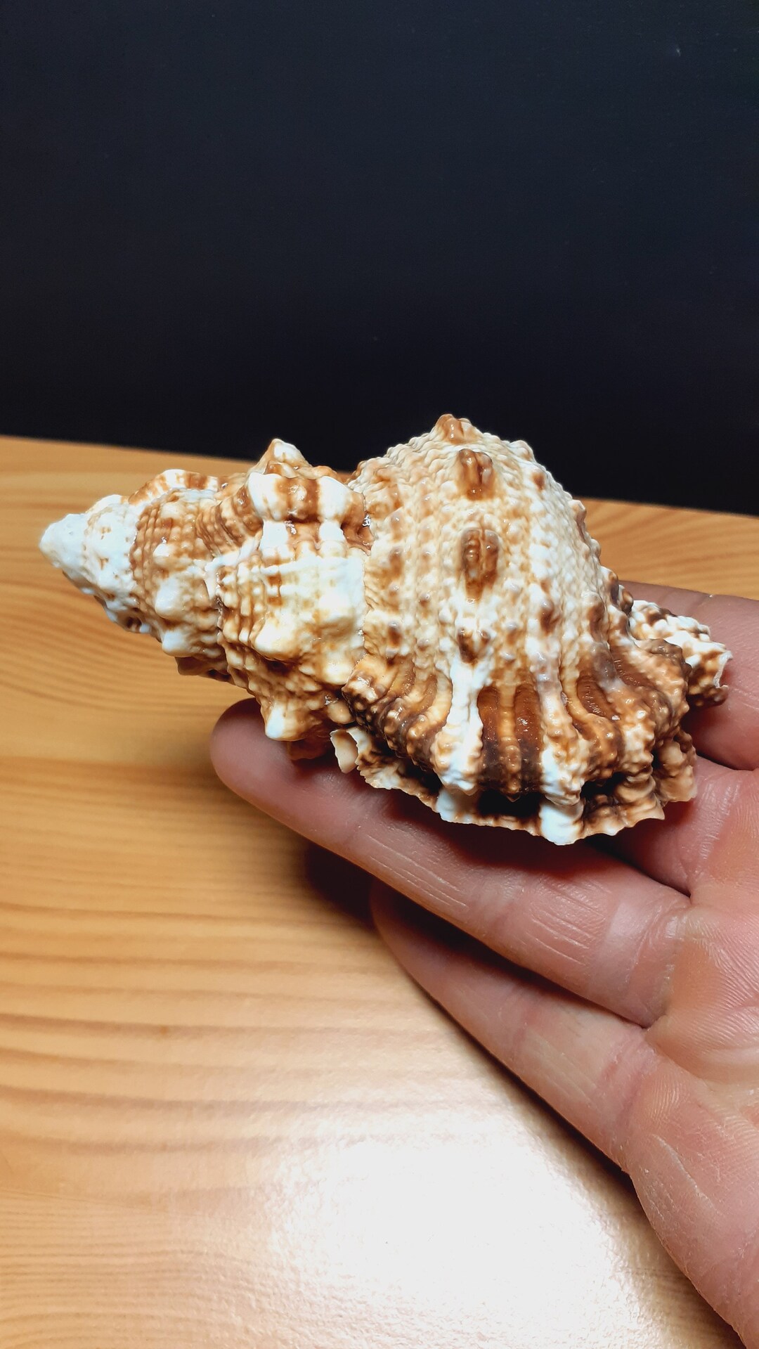 Bursa Shell 85 Mm - Etsy