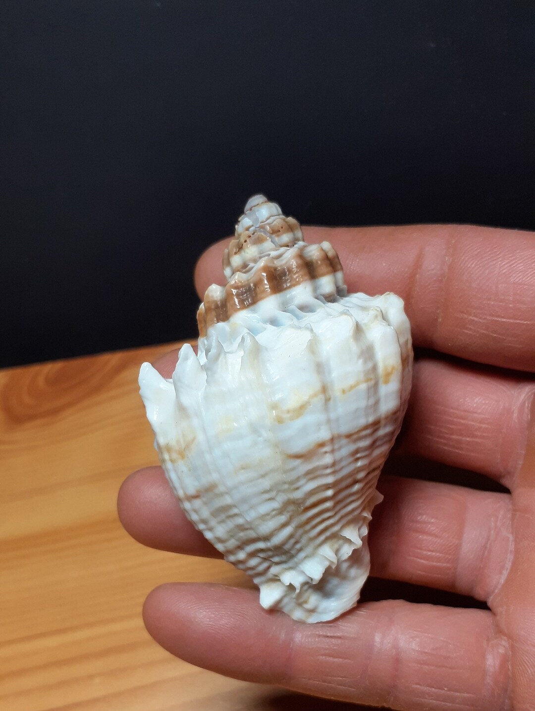 Melongena Shell - Etsy